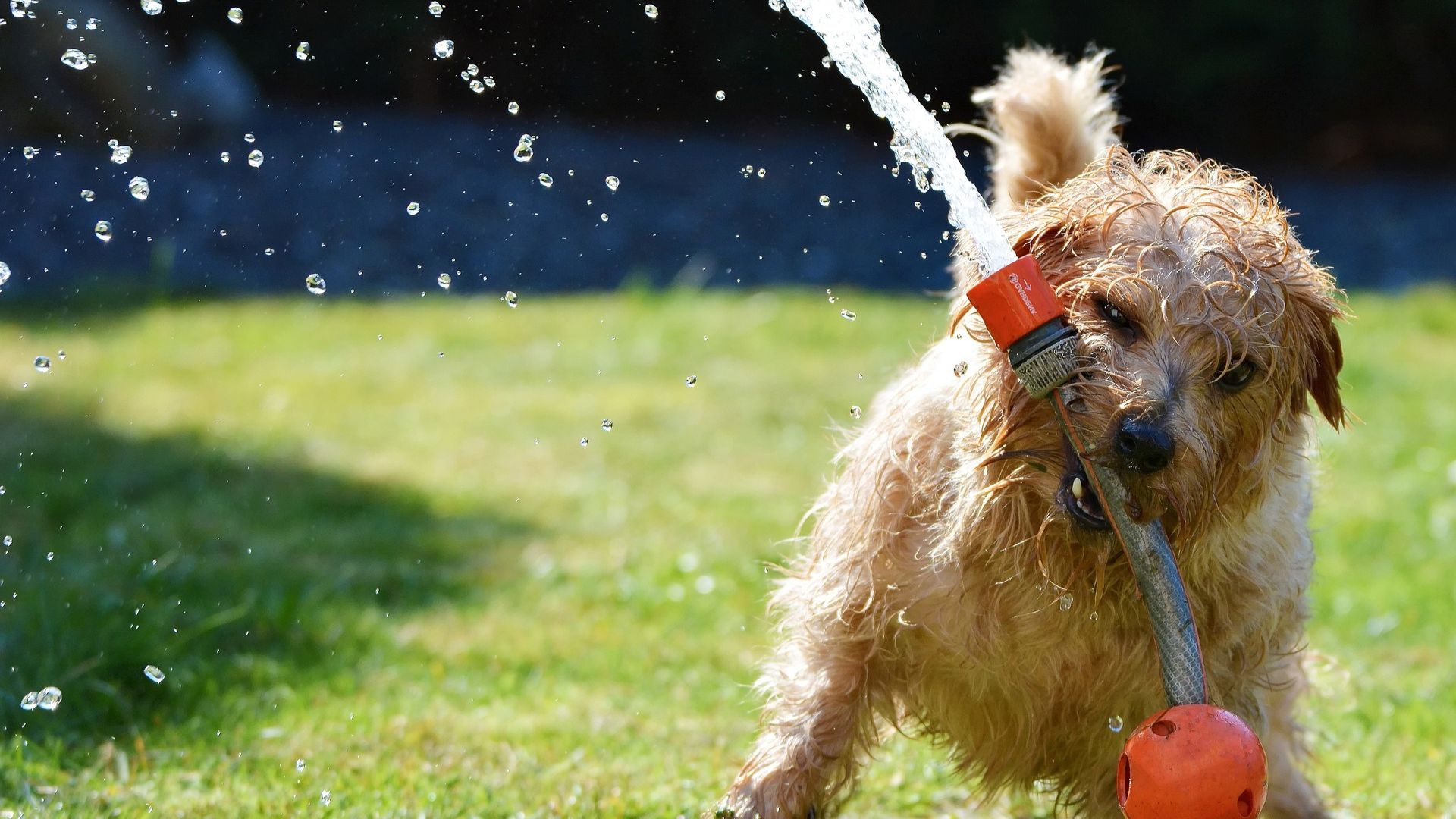 Pet Drop Off Form | Riverside Vet