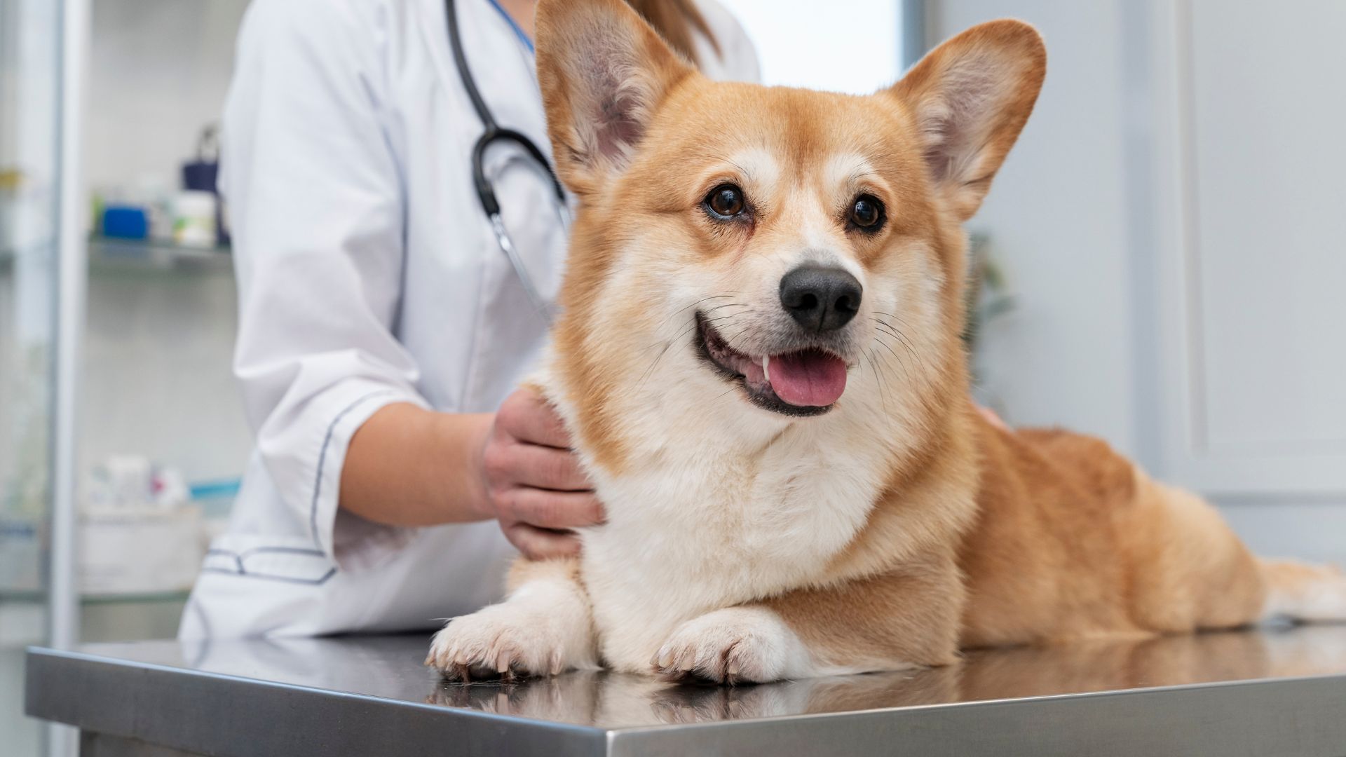 Surgical Information Form | Riverside Vet