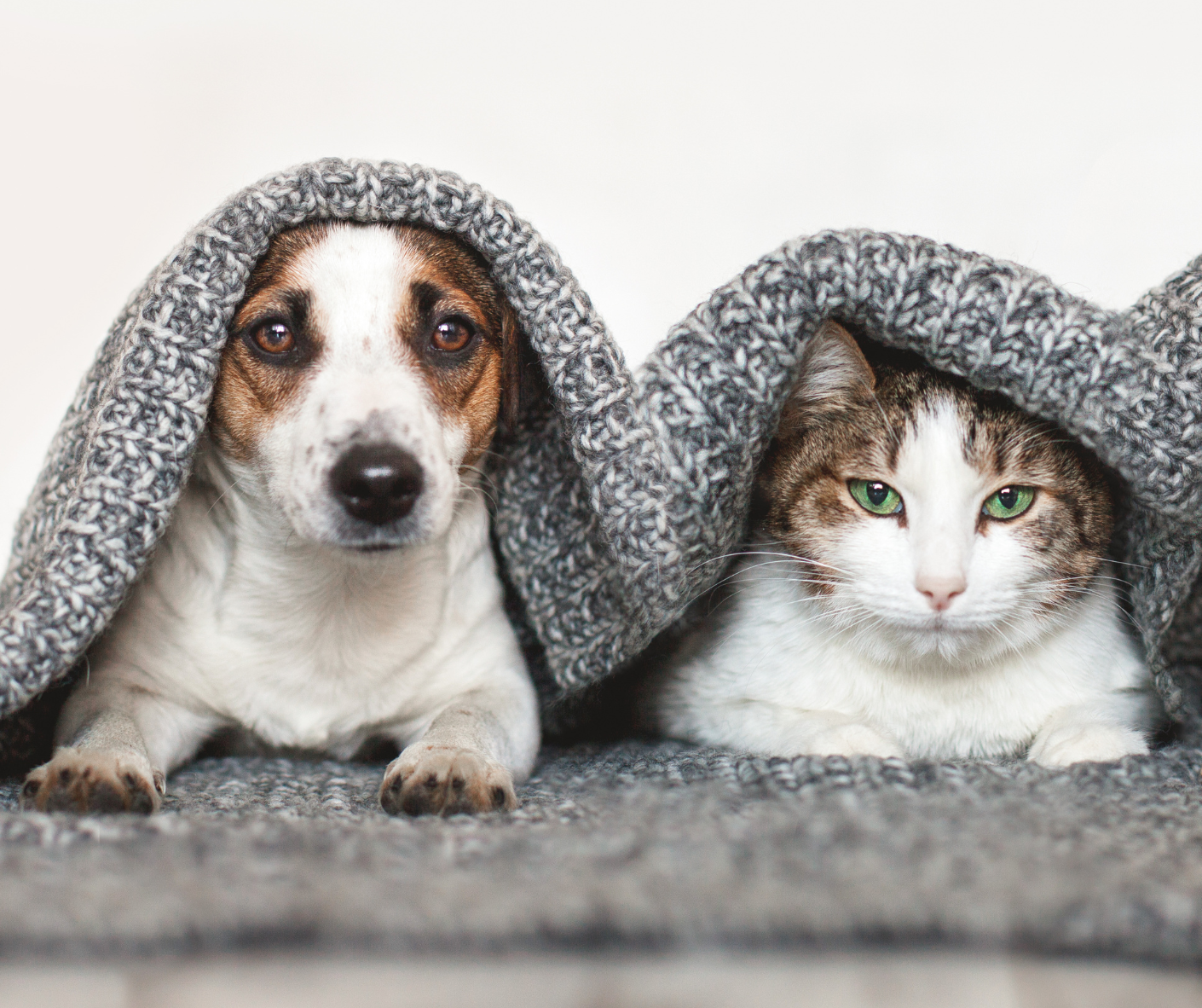 Can Cats And Dogs Get Allergies? | Riverside Vet