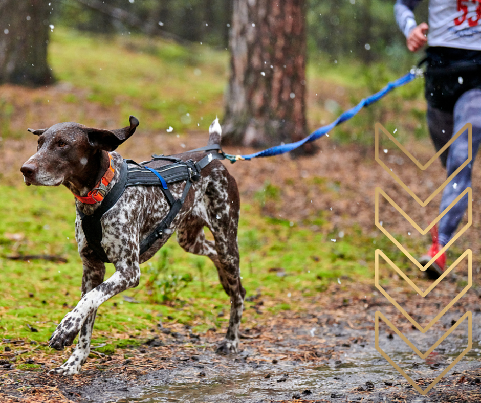 Running Buddies - Tips For Keeping Your Dog Healthy While Training ...