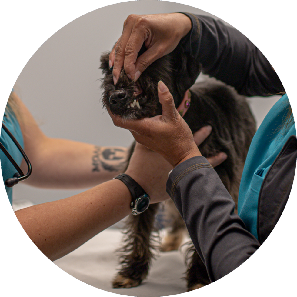 Best Veterinary Hospital In Greer, SC 29650 | Riverside Vet