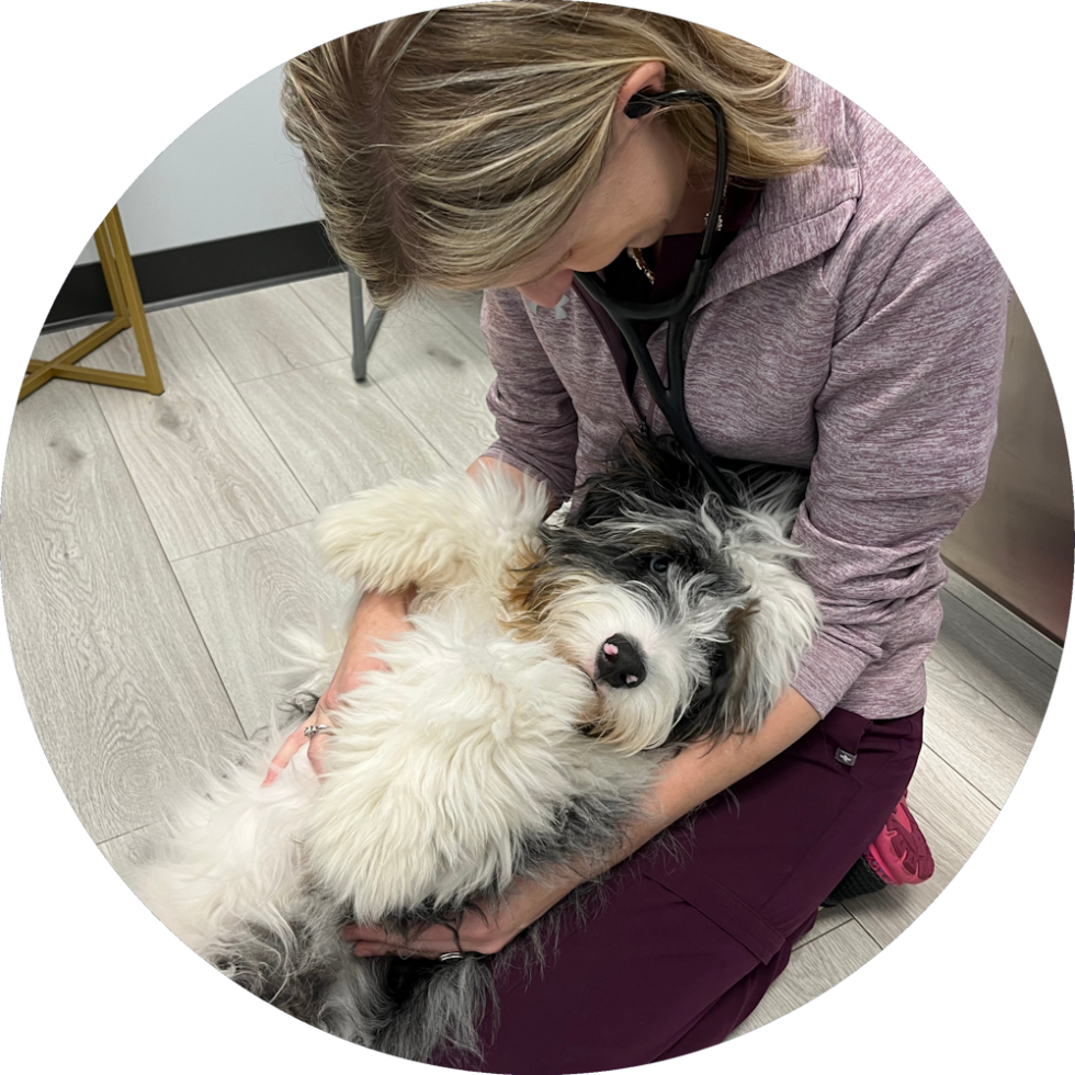 Best Veterinary Hospital In Greer, SC 29650 | Riverside Vet