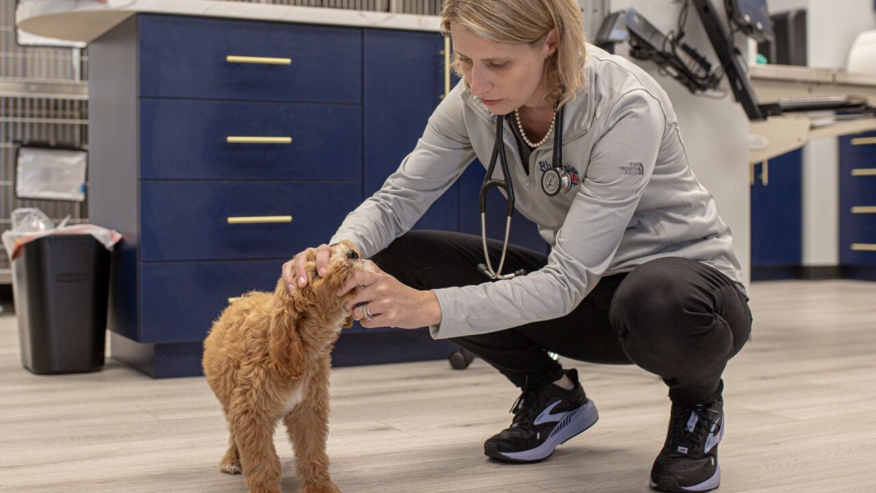 Vet Services In Greer, SC 29650 | Riverside Vet