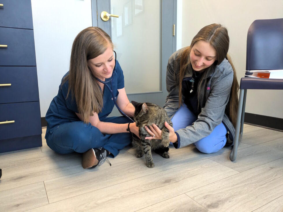 Best Veterinary Hospital In Greer, SC 29650 | Riverside Vet